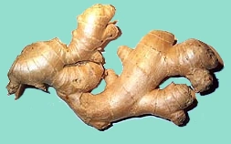 Rizoma | Wiki Herbolaria | Fandom