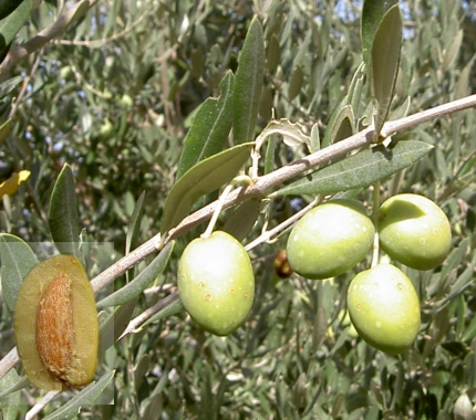 Aceituna | Wiki Herbolaria | Fandom