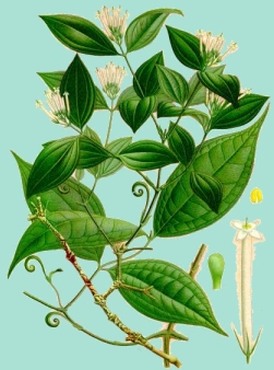 Curare | Wiki Herbolaria | Fandom