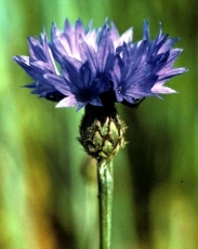 Aciano | Wiki Herbolaria | Fandom