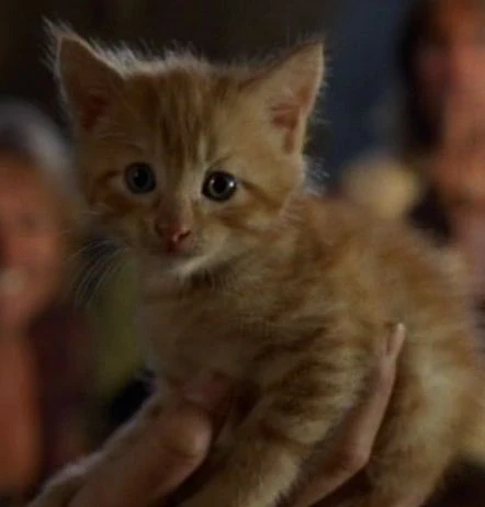 Zeus (cat) | Legendary Journeys | Fandom