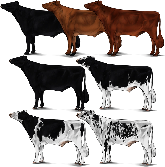 Holstein | Herding Dog Farms Game Wikia | Fandom