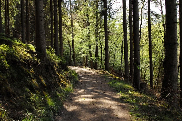 Forest of Arden | Here Be Dragons Wiki | Fandom
