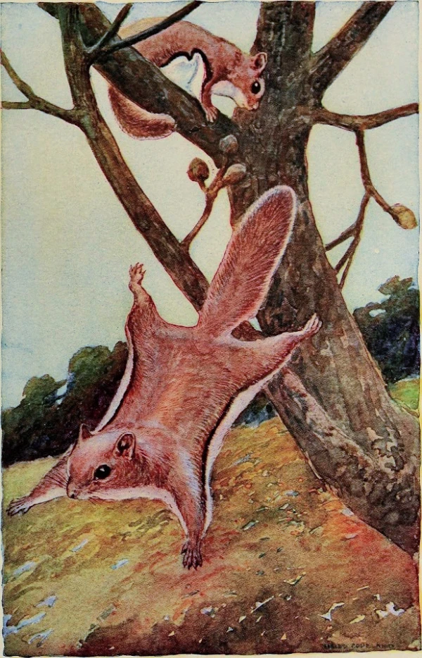 Flying Squirrel | Here Be Dragons Wiki | Fandom