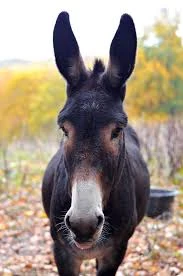 Mule | Here Be Dragons Wiki | Fandom