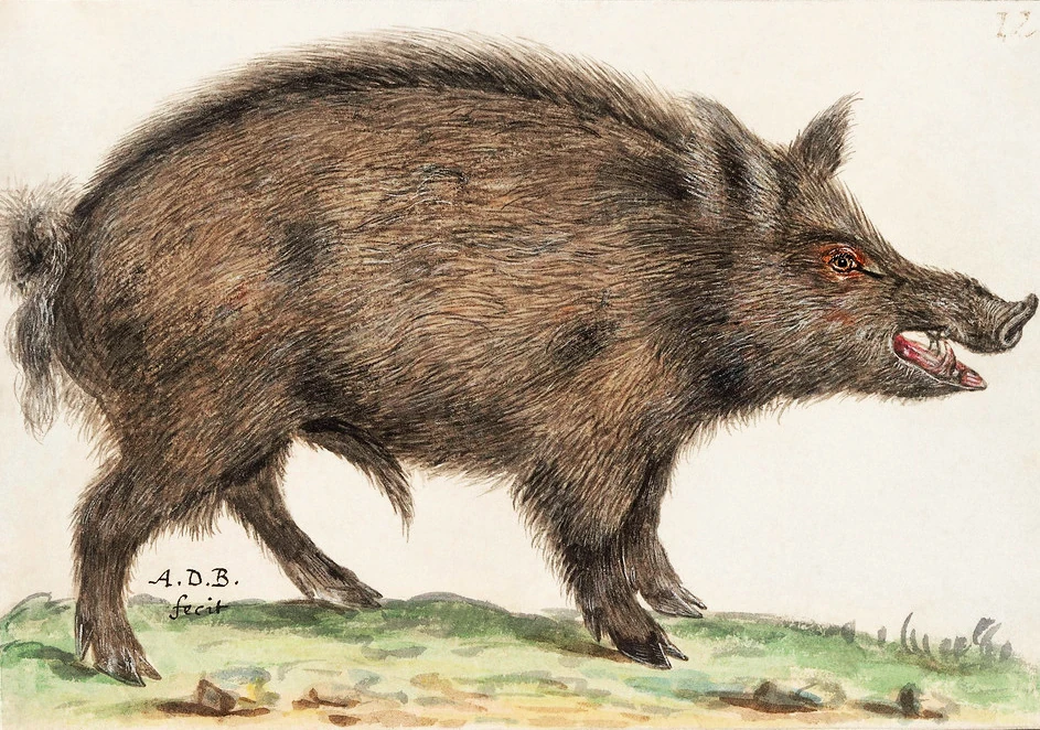 Boar | Here Be Dragons Wiki | Fandom