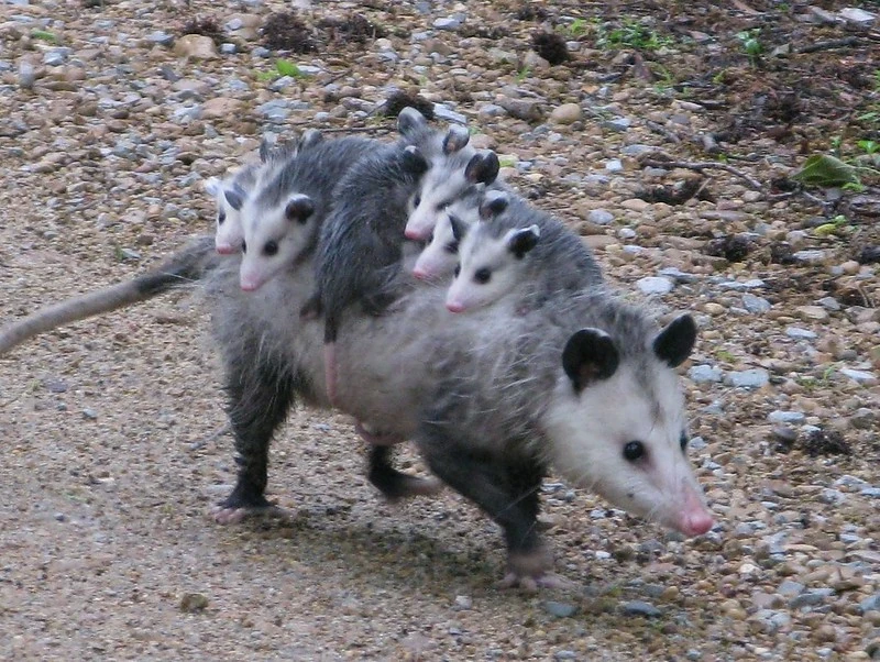 Opossum | Here Be Dragons Wiki | Fandom
