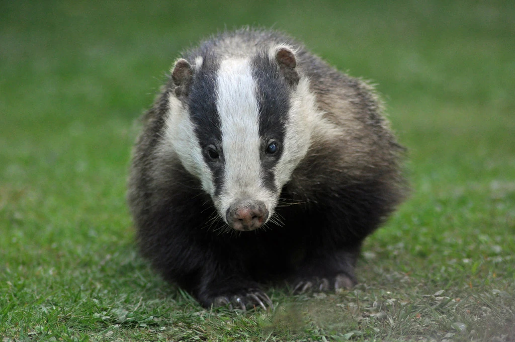 Badger | Here Be Dragons Wiki | Fandom