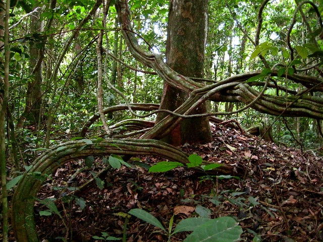 Congo Rainforest | Here Be Dragons Wiki | Fandom