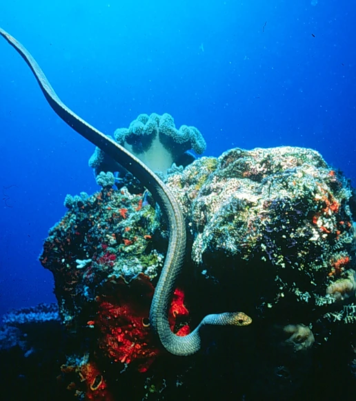 Sea Snake | Here Be Dragons Wiki | Fandom
