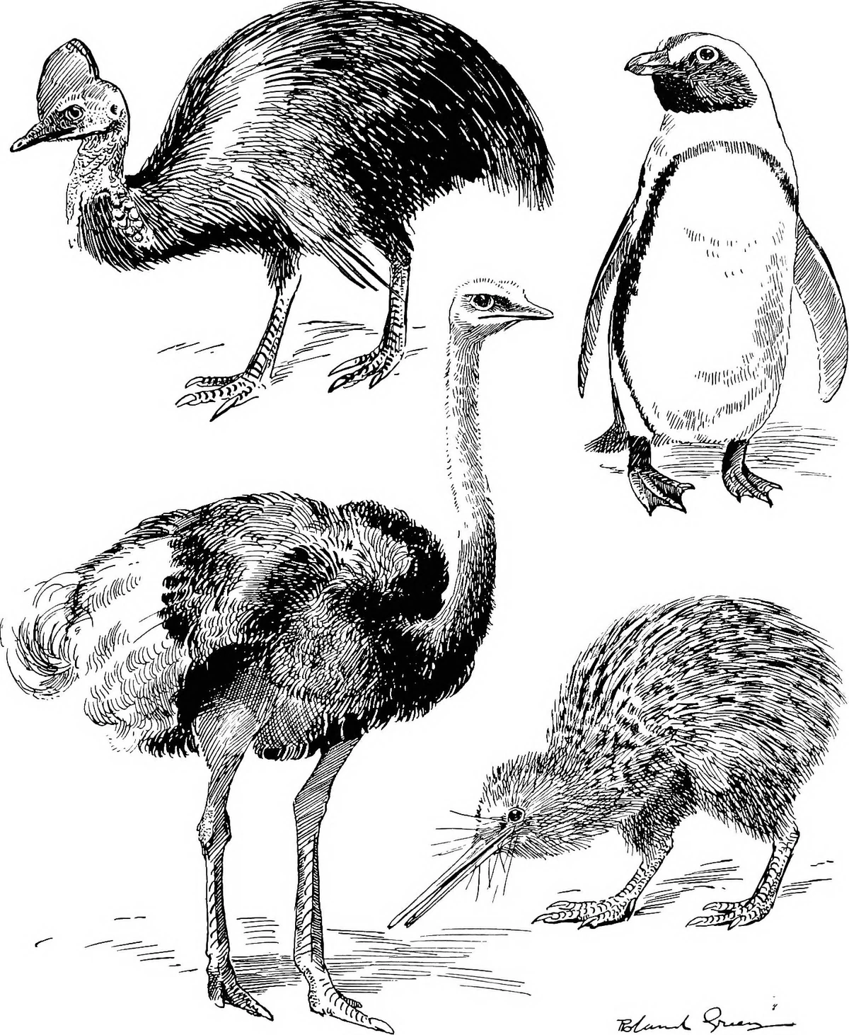 Flightless Bird | Here Be Dragons Wiki | Fandom