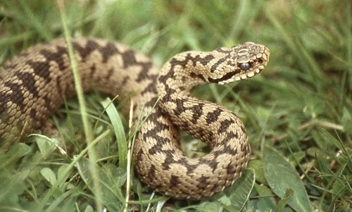 Adder | Here Be Dragons Wiki | Fandom