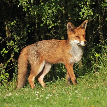 Fox | Here Be Dragons Wiki | Fandom