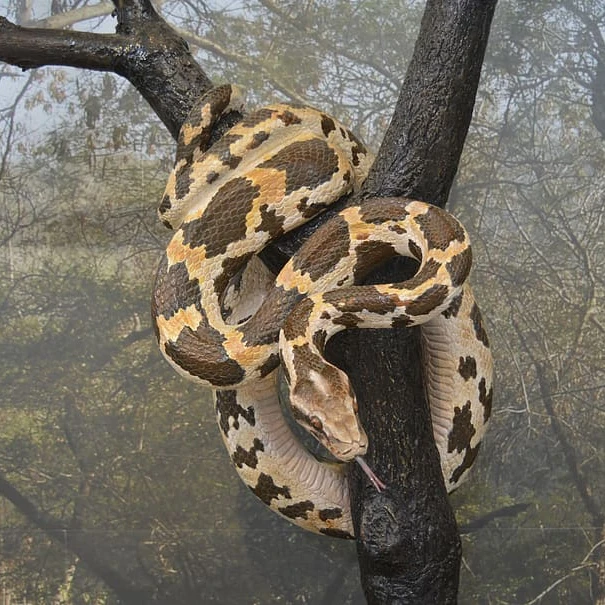 Python | Here Be Dragons Wiki | Fandom