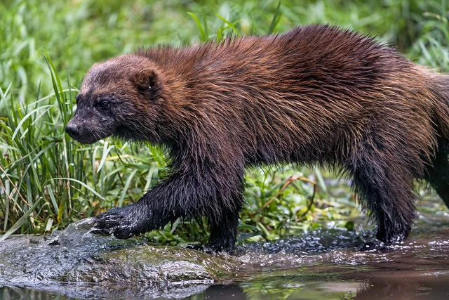 Wolverine | Here Be Dragons Wiki | Fandom