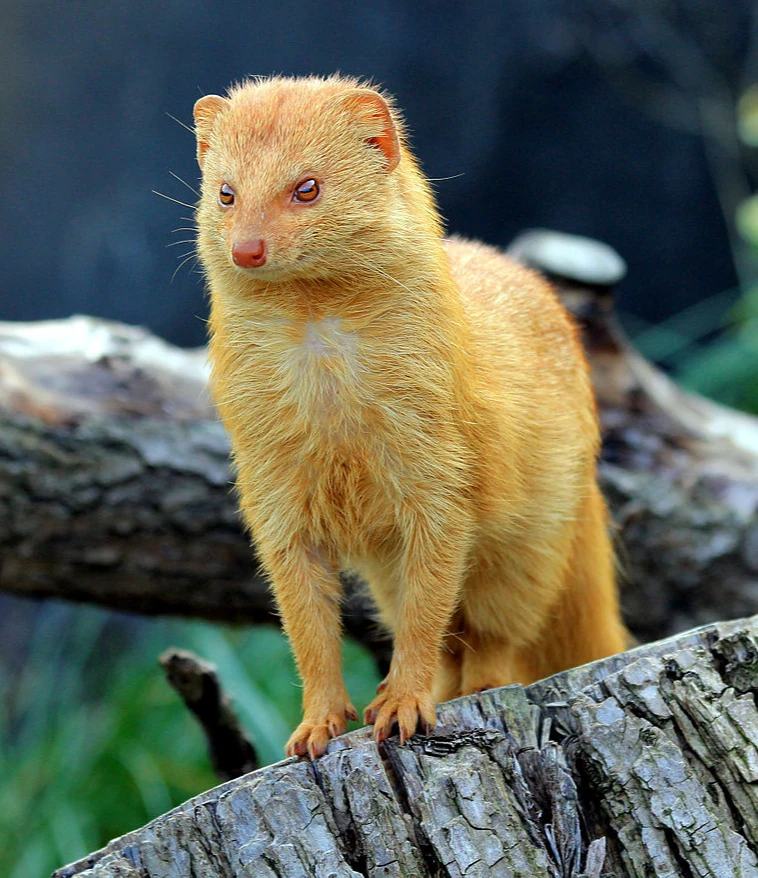 Mongoose | Here Be Dragons Wiki | Fandom