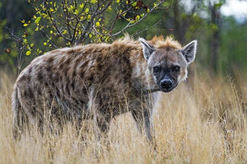 Hyena | Here Be Dragons Wiki | Fandom