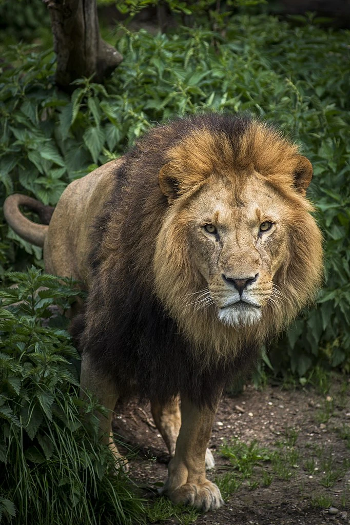 Lion | Here Be Dragons Wiki | Fandom