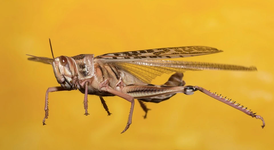 Locust | Here Be Dragons Wiki | Fandom