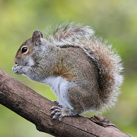 Squirrel | Here Be Dragons Wiki | Fandom