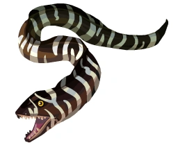 Zebra Moray | Here Be Monsters Wiki | Fandom