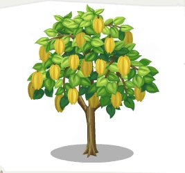 Star Fruit Tree