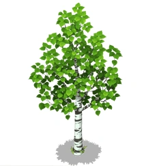 Silver Birch | Here Be Monsters Wiki | Fandom