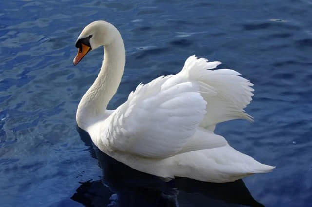 Cygne | Wikia Héritage | Fandom