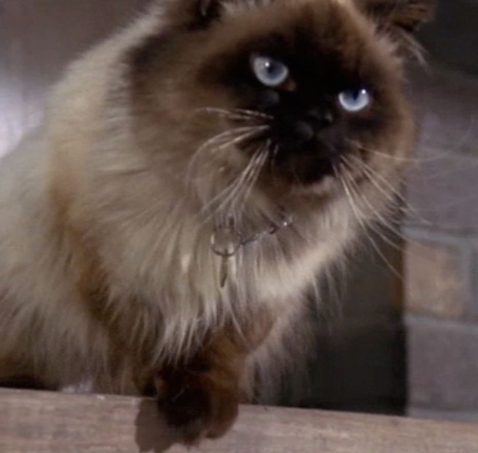 Sassy | Heroes and Villains Wiki | Fandom