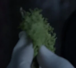 Letharia vulpina (Teen Wolf) | Heroes and Villains Wiki | Fandom