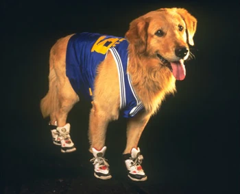 Air Bud | Heroes and Villains Wiki | Fandom