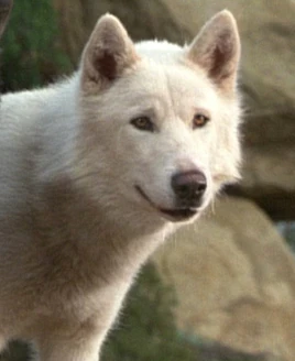Raksha (The Jungle Book: Mowgli's Story) | Heroes and Villains Wiki ...