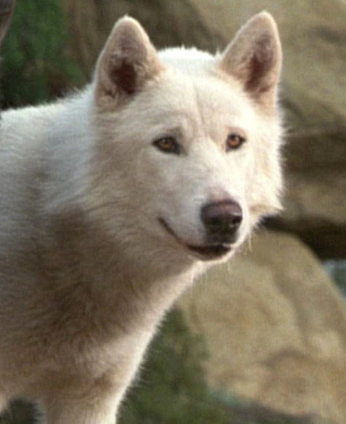 Raksha (The Jungle Book: Mowgli's Story) | Heroes and Villains Wiki ...