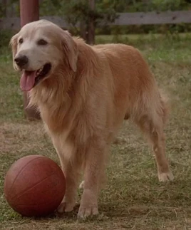 Shadow (Homeward Bound) | Heroes and Villains Wiki | Fandom