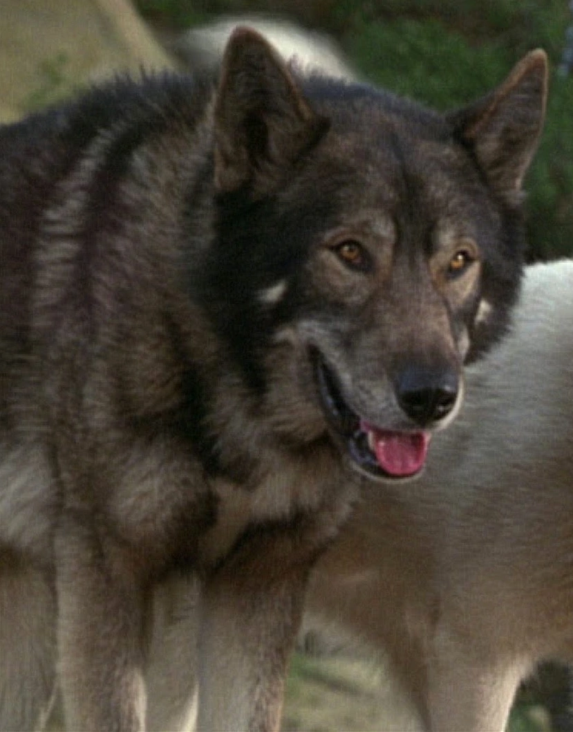 Akela (The Jungle Book: Mowgli's Story) | Heroes and Villains Wiki | Fandom