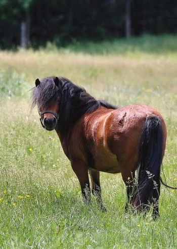 Tucker (Racing Stripes) | Heroes and Villains Wiki | Fandom