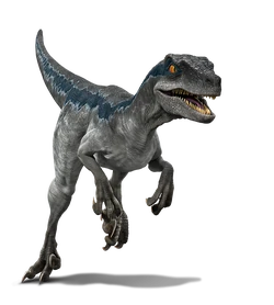 Velociraptor Blue Wiki Jurassic Park Amino Amino Jurassic World/Error