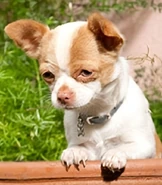 Papi Jr. | Heroes and Villains Wiki | Fandom