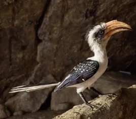 Zazu (The Lion King 2019) | Heroes and Villains Wiki | Fandom