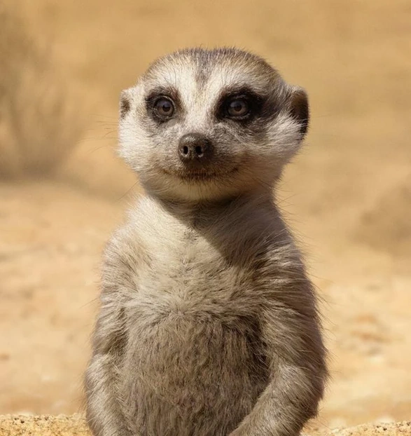 Timon (The Lion King 2019) | Heroes and Villains Wiki | Fandom