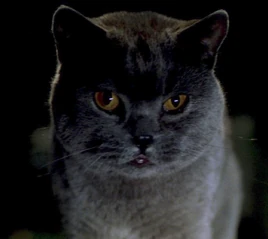 Smokey (Stuart Little) | Heroes and Villains Wiki | Fandom