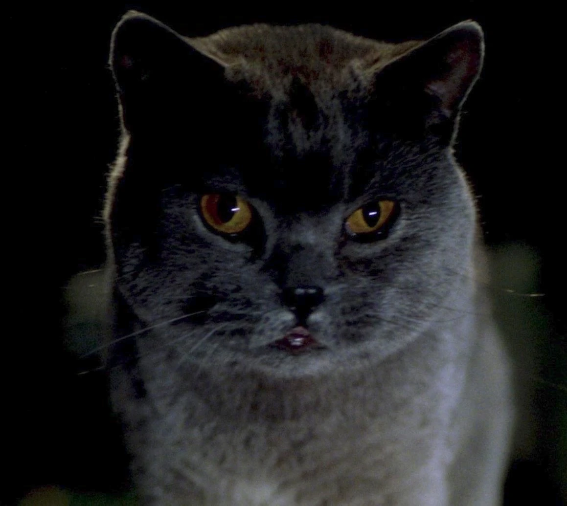 Stuart Little Snowbell Voice