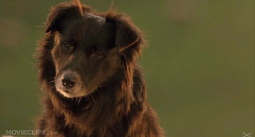 Rex (Babe) | Heroes and Villains Wiki | Fandom