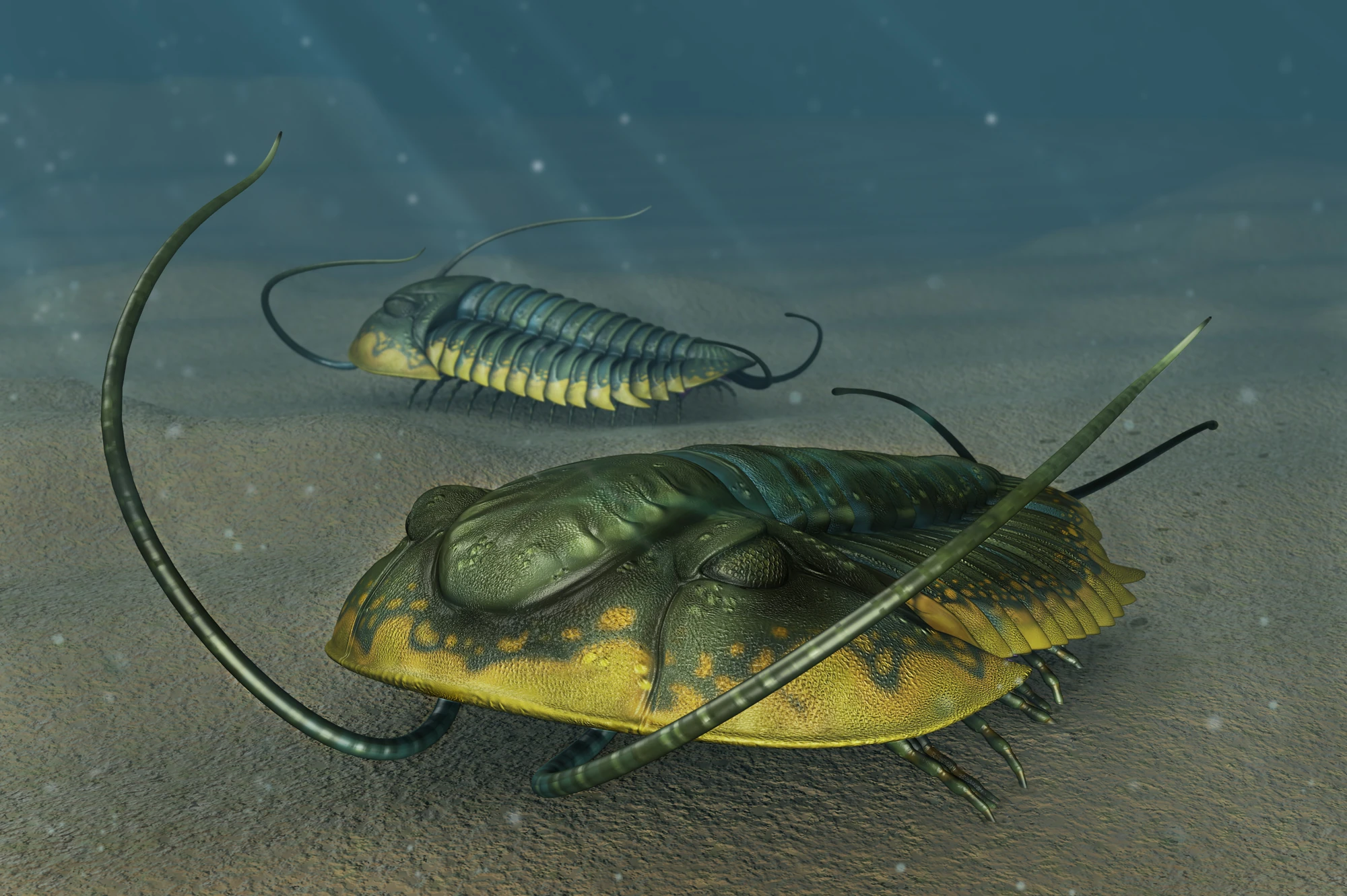 Class Trilobita