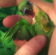 Hummingbirds (Epic) | Heroes of the characters Wiki | Fandom