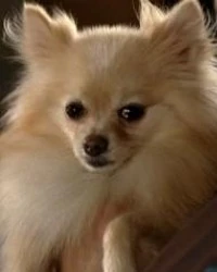 Mr. Muggles | Heroes Wiki | Fandom