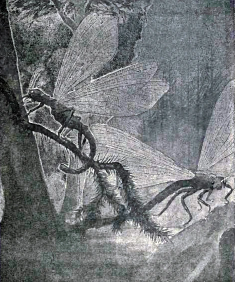 DW: Protophasma | Heroes of the Multiverses Wiki | Fandom