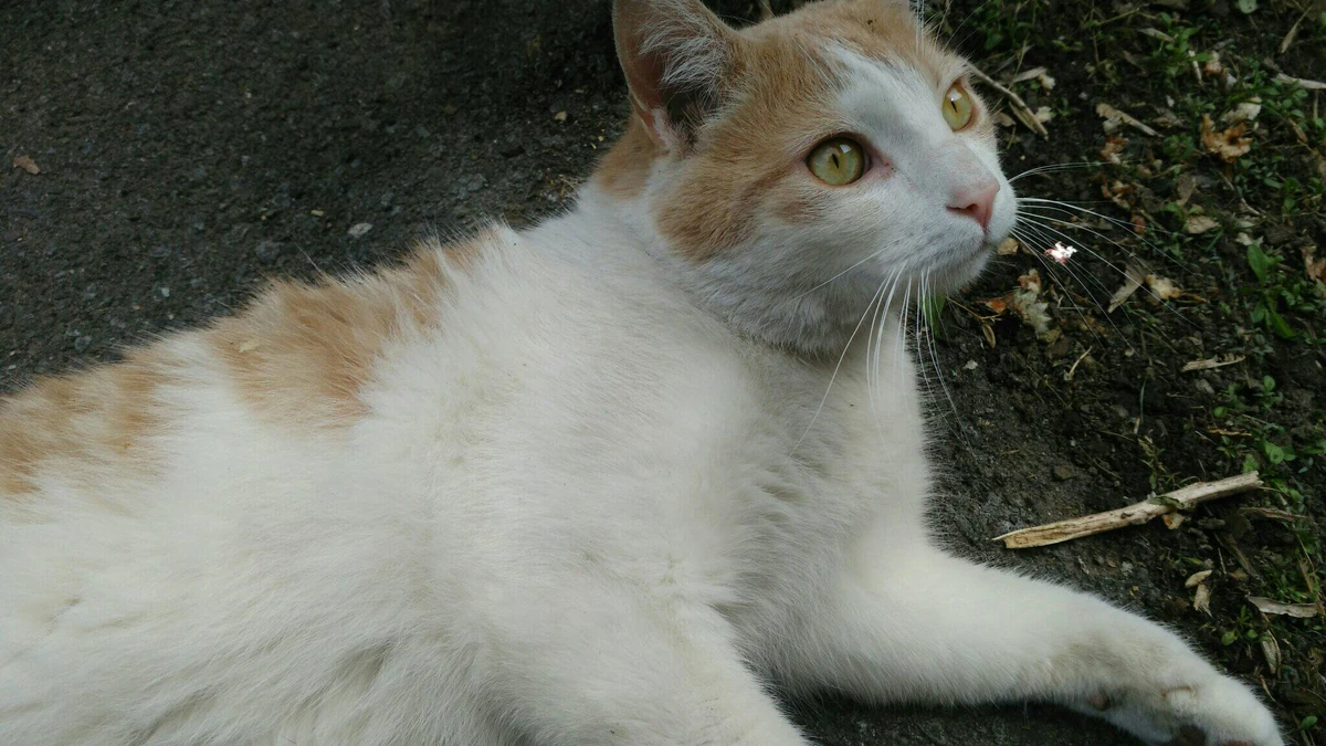 Biscuit the neighborhood cat | Hero Fanon Wiki | Fandom