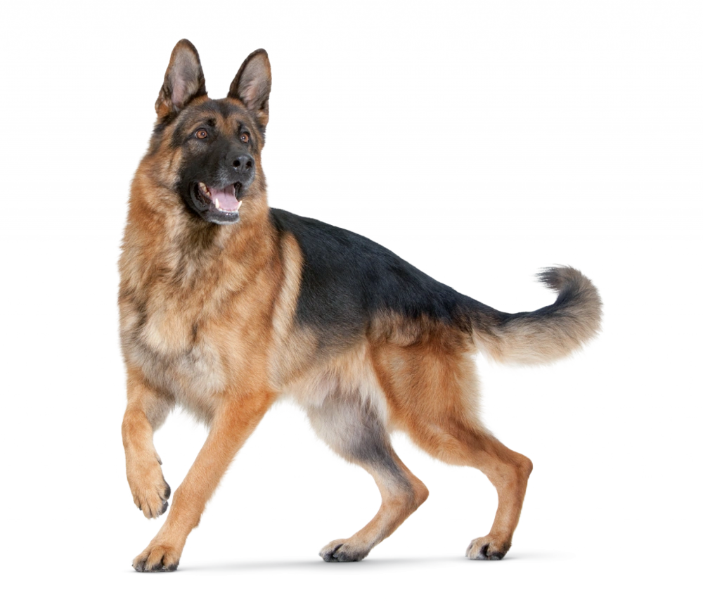 Kaiser | Hero Fanon Wiki | Fandom