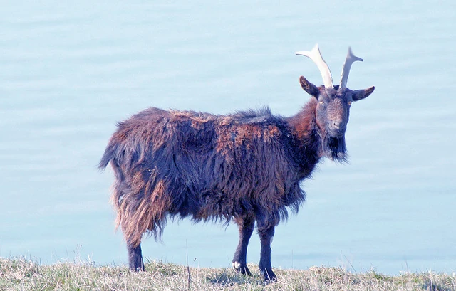 Capra | Hero's Guild Wiki | Fandom